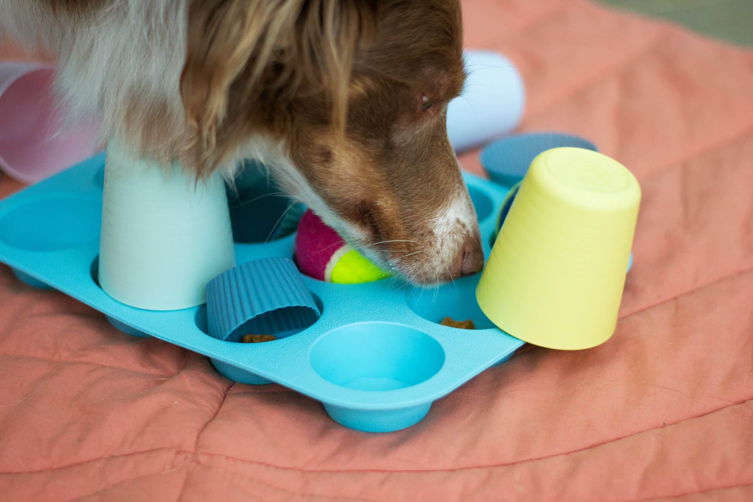 Mental Stimulation Games - Pawzler - Innovative Modular Dog Puzzles